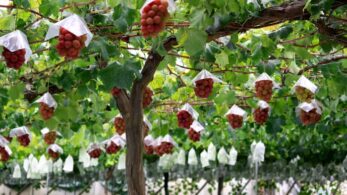 Ruby Roman Grapes - Minneopa Orchards
