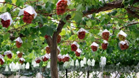 Ruby Roman Grapes - Minneopa Orchards