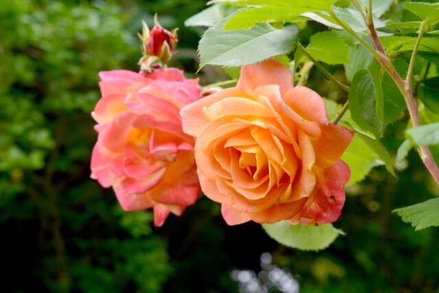 The Joseph's Coat Rose - Minneopa Orchards