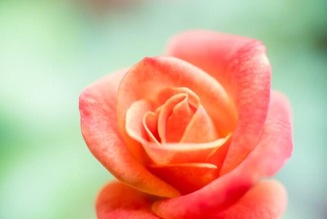 The Joseph's Coat Rose - Minneopa Orchards