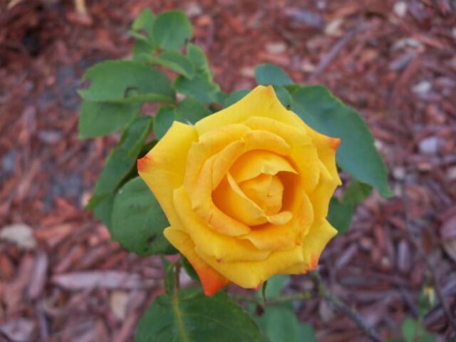 The Joseph's Coat Rose - Minneopa Orchards