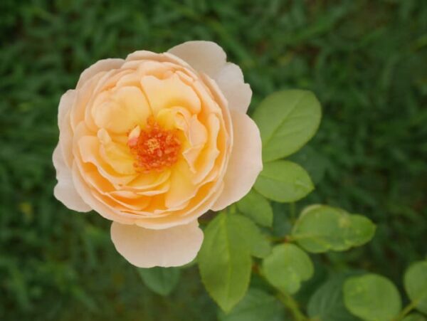 The Jude the Obscure Rose - Minneopa Orchards