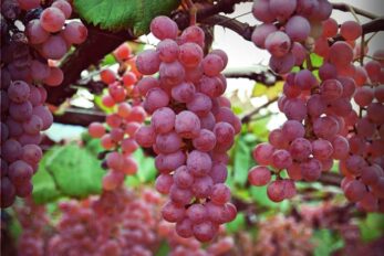 7 Kinds of Japanese Grapes - Minneopa Orchards