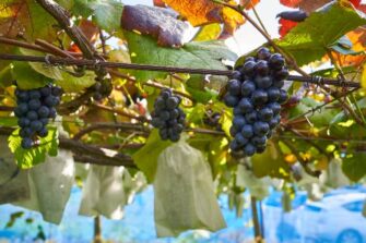 Kyoho Grapes - Minneopa Orchards