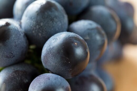 Kyoho Grapes - Minneopa Orchards
