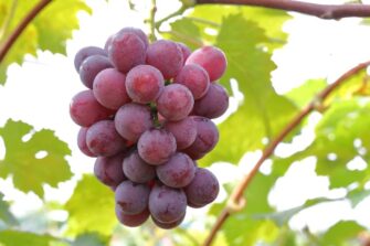 7 Kinds of Japanese Grapes - Minneopa Orchards