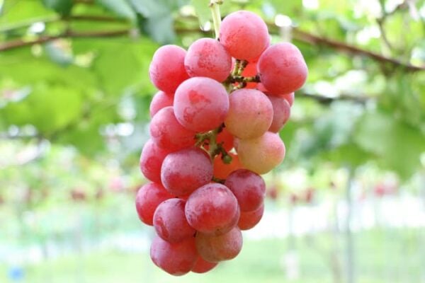 Ruby Roman Grapes - Minneopa Orchards