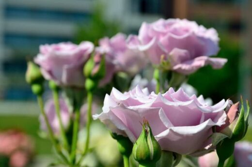 The Sterling Silver Rose - Minneopa Orchards