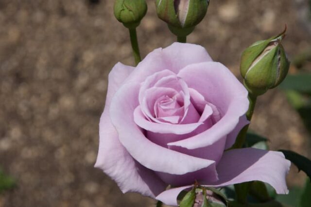 The Sterling Silver Rose - Minneopa Orchards