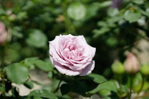 The Sterling Silver Rose - Minneopa Orchards