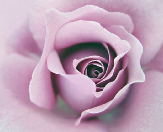 The Sterling Silver Rose - Minneopa Orchards