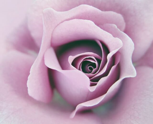 The Sterling Silver Rose - Minneopa Orchards