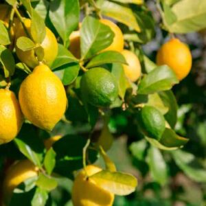 Lemon Varieties - Minneopa Orchards