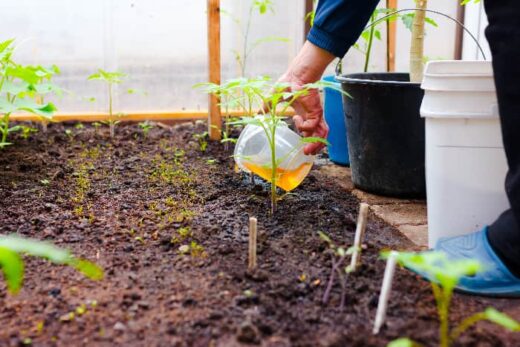 The Ultimate Tomato Fertilizer Guide - Minneopa Orchards