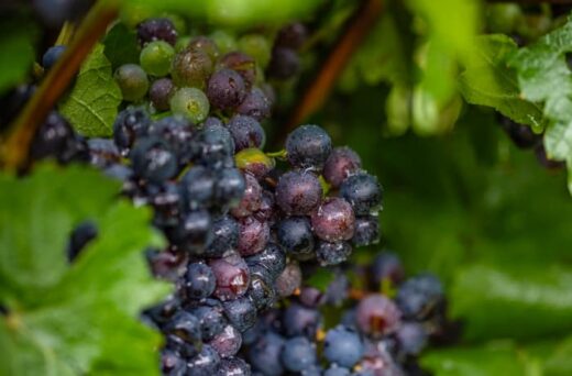 The 12 Best Grapes for Making Wine - Minneopa Orchards