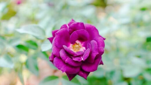 The Midnight Blue Rose - Minneopa Orchards