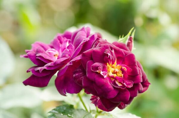 The Midnight Blue Rose - Minneopa Orchards