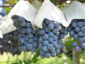 7 Kinds of Japanese Grapes - Minneopa Orchards