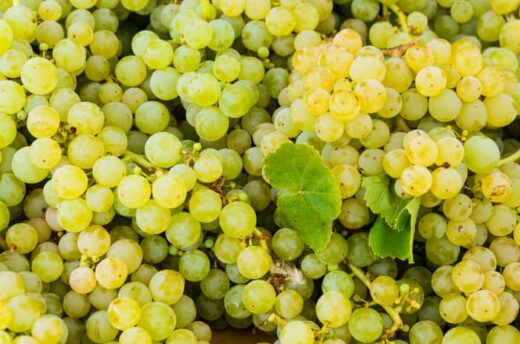 Fox Grapes - Minneopa Orchards