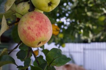 The Atlas Apple - Minneopa Orchards