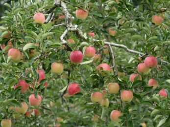 The Lady Alice Apple - Minneopa Orchards