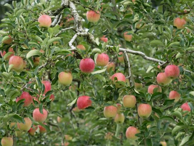 The Lady Alice Apple - Minneopa Orchards