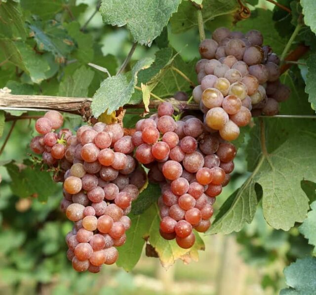 The 12 Best Grapes for Making Wine - Minneopa Orchards