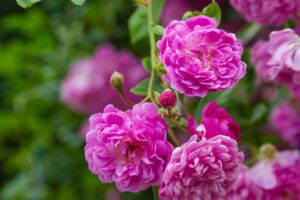 Purple Roses - Minneopa Orchards