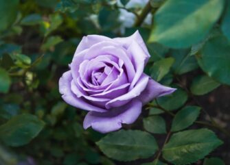 Purple Roses - Minneopa Orchards