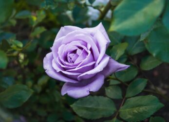 Purple Roses - Minneopa Orchards