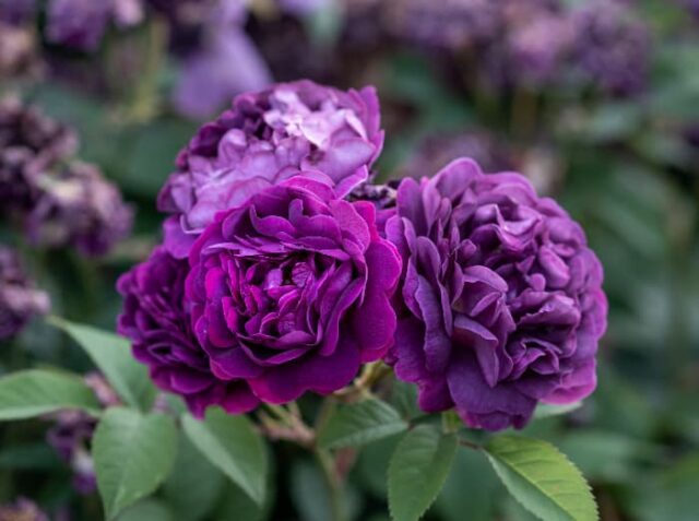 Purple Roses - Minneopa Orchards