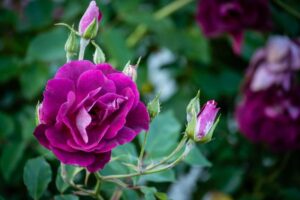 Purple Roses - Minneopa Orchards
