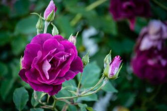 Purple Roses - Minneopa Orchards