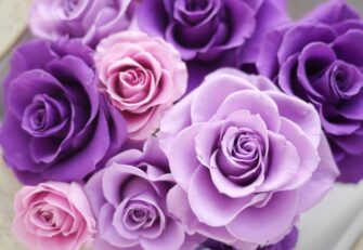 Purple Roses - Minneopa Orchards