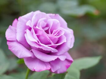 Purple Roses - Minneopa Orchards