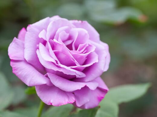 Purple Roses - Minneopa Orchards