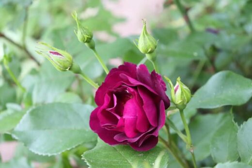 Purple Roses - Minneopa Orchards