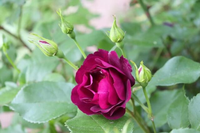 Purple Roses - Minneopa Orchards