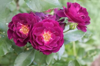Purple Roses - Minneopa Orchards