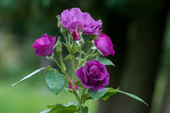 Purple Roses - Minneopa Orchards