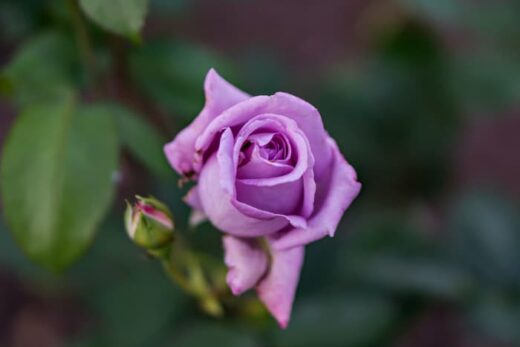 Purple Roses - Minneopa Orchards
