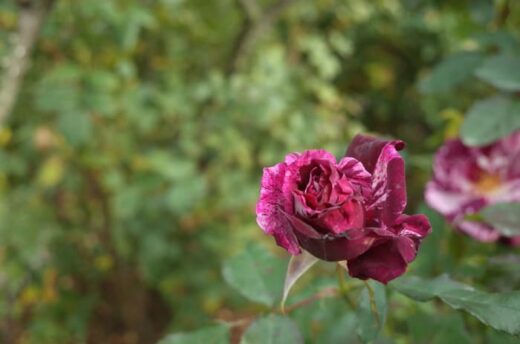 The Purple Tiger Rose - Minneopa Orchards