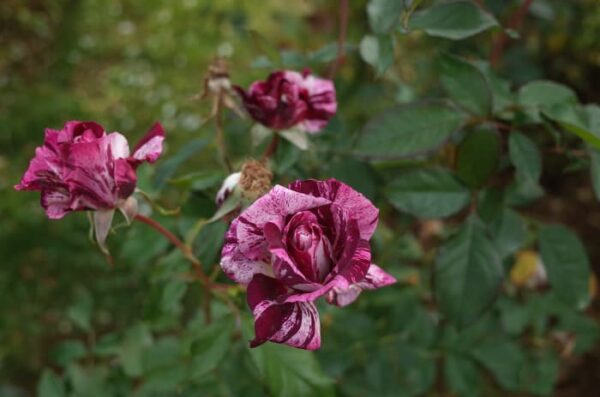 The Purple Tiger Rose - Minneopa Orchards