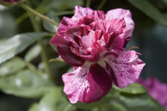 The Purple Tiger Rose - Minneopa Orchards