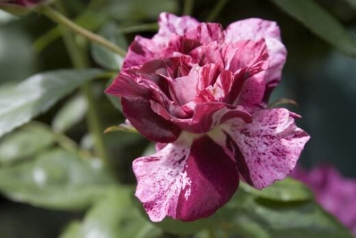 The Purple Tiger Rose - Minneopa Orchards