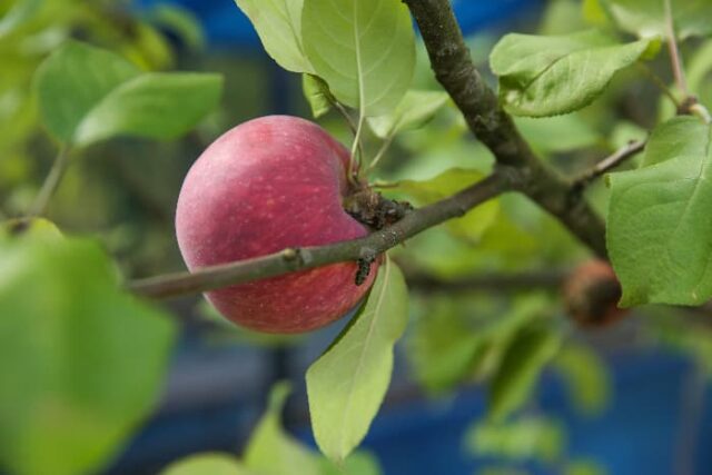 The Blue Pearmain Apple - Minneopa Orchards