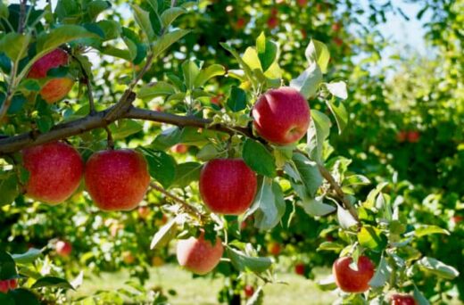 The York Imperial Apple - Minneopa Orchards