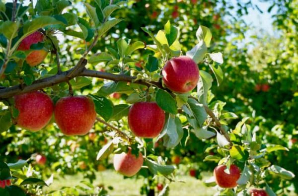 The York Imperial Apple - Minneopa Orchards
