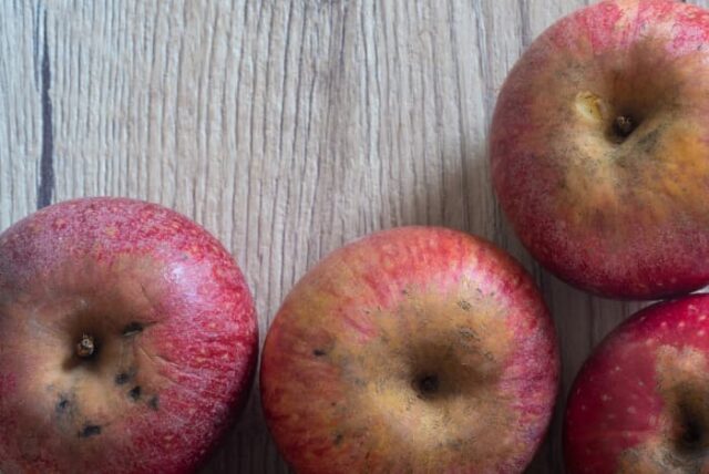 The Annurca Apple - Minneopa Orchards