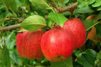 The Evercrisp Apple - Minneopa Orchards